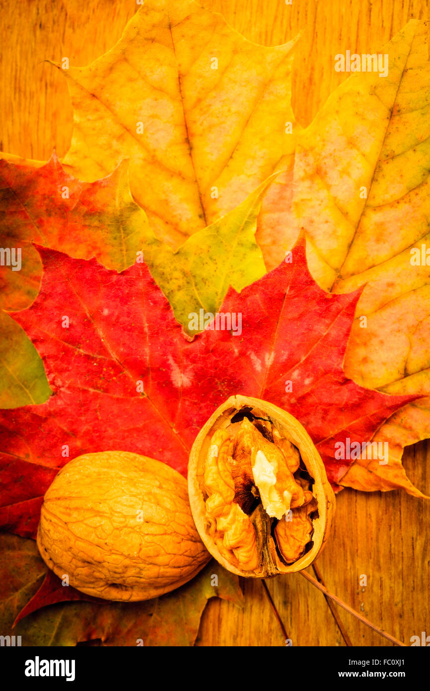 Walnut on colorful autumn leaves Stock Photo - Alamy