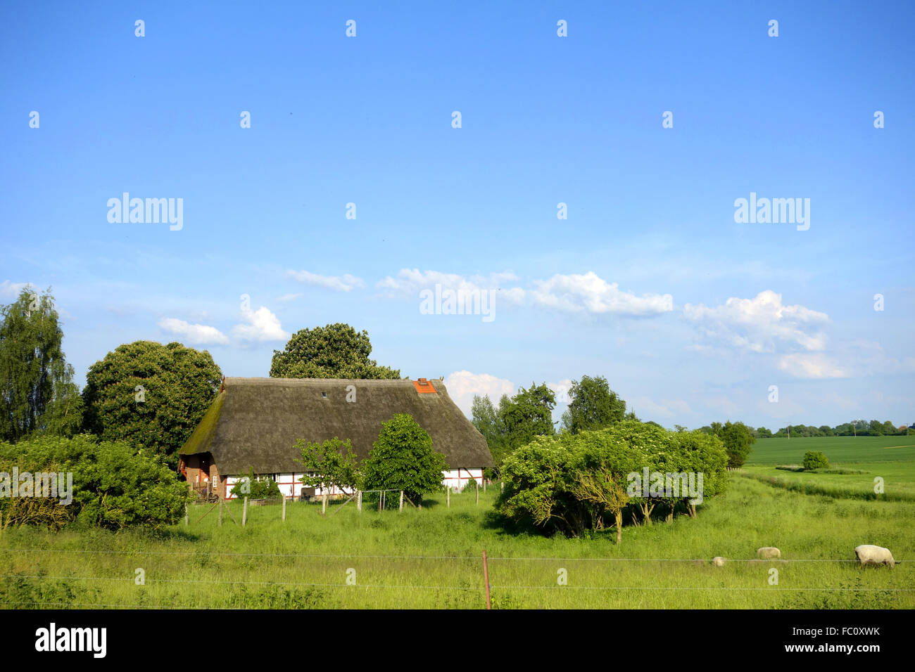 farm, tatched cottage in northern Germany Stock Photo - Alamy