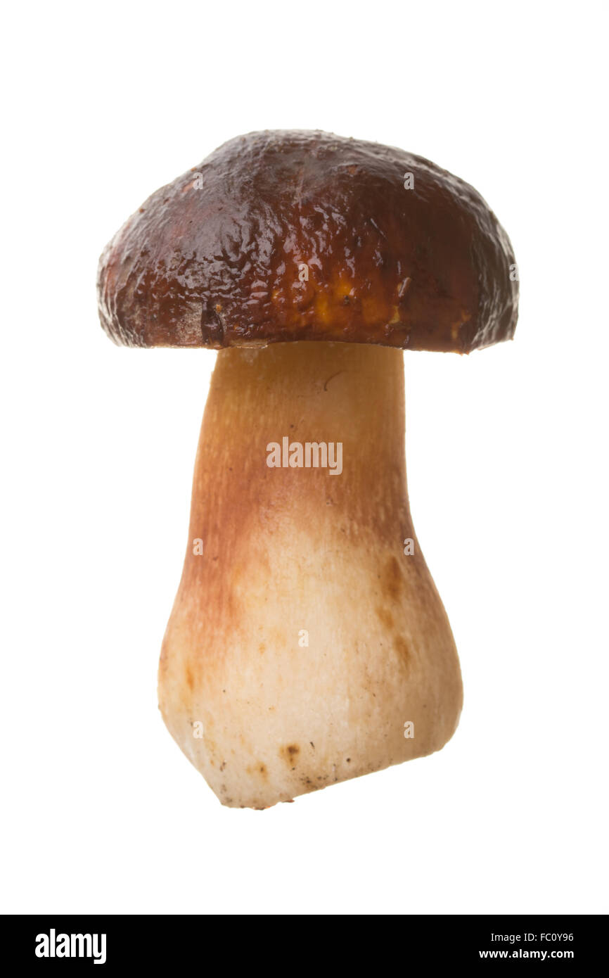 Edible mushroom boletus edulis hi-res stock photography and images - Alamy