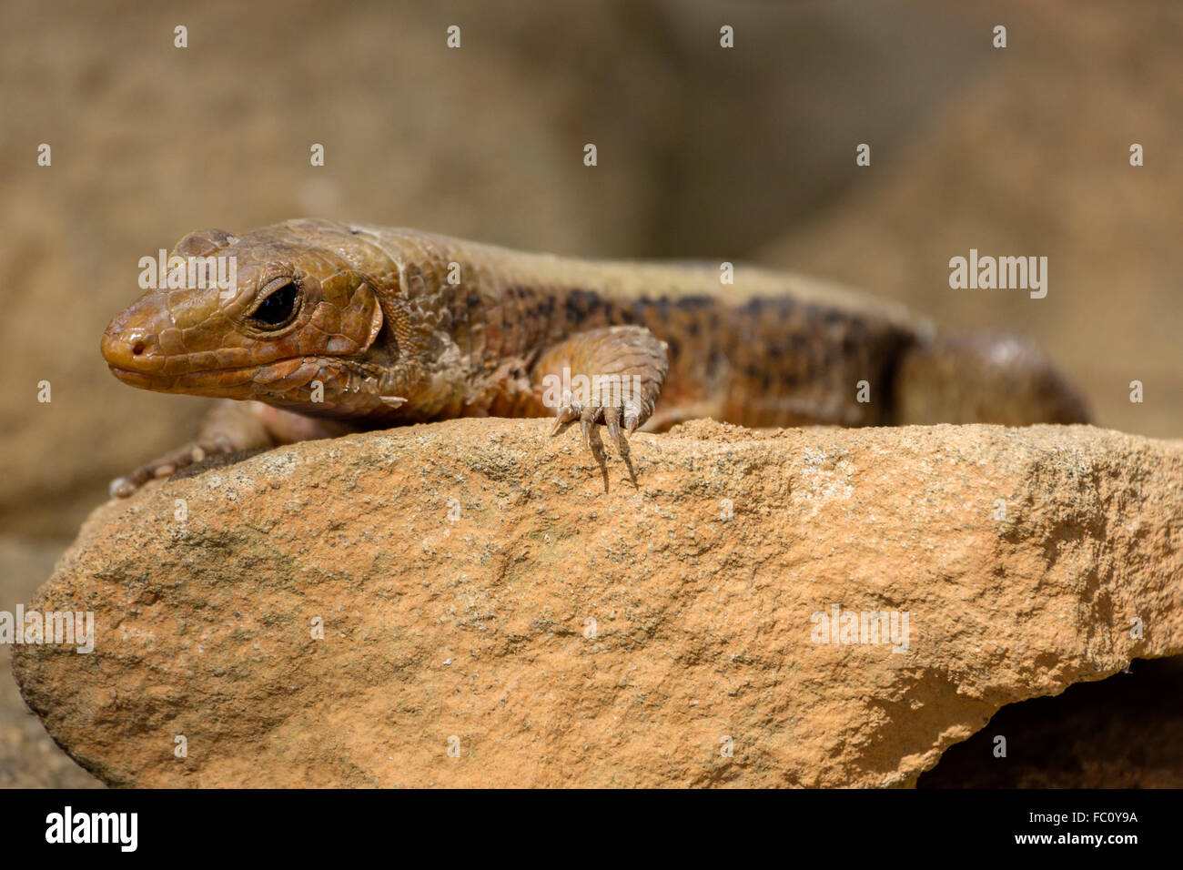 African lizards hi-res stock photography and images - Alamy