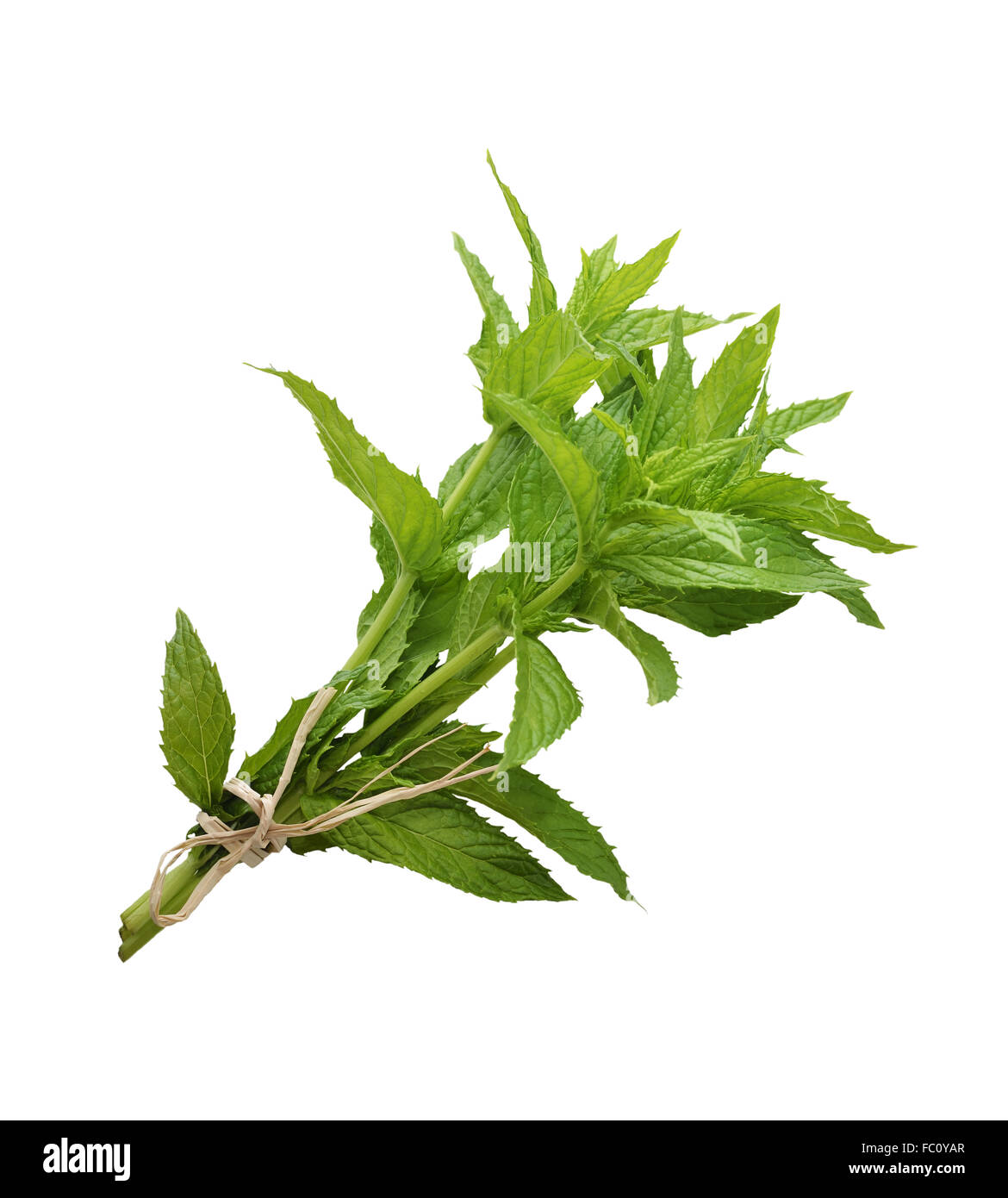 Healthy peppermint hi-res stock photography and images - Alamy