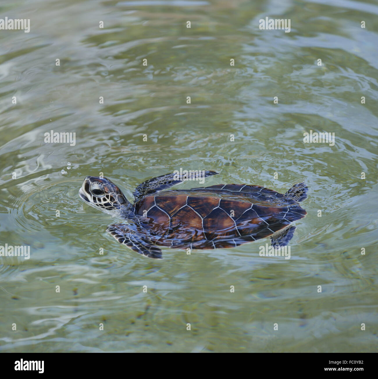 Young Sea Turtle Stock Photo - Alamy