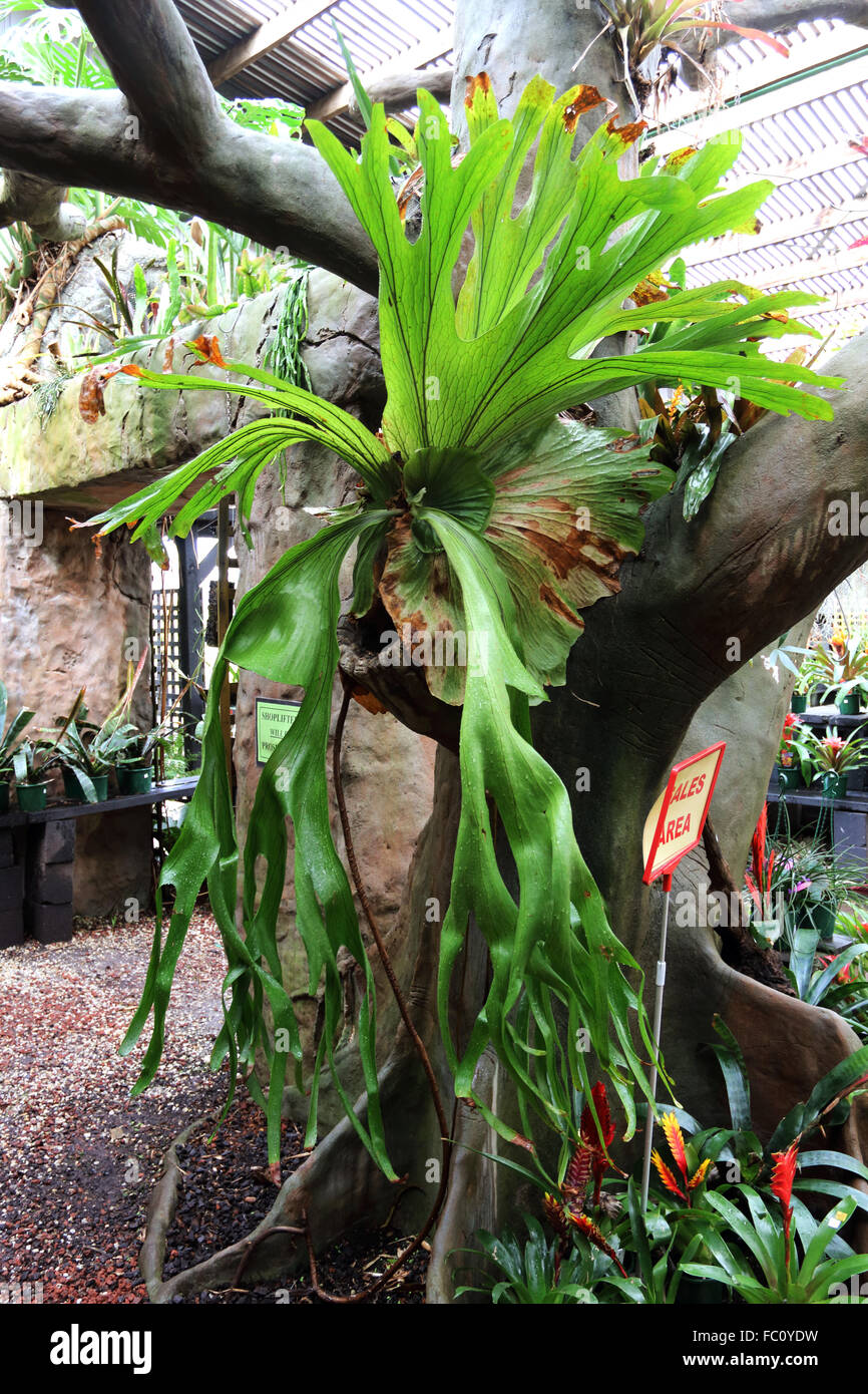 Platycerium superbum or also known as staghorn fern Stock Photo - Alamy