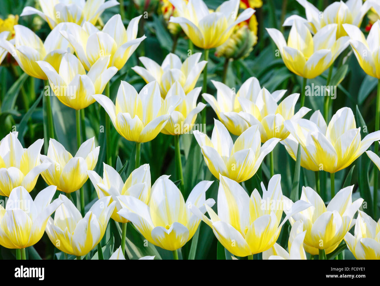 Beautiful white tulips closeup Stock Photo - Alamy