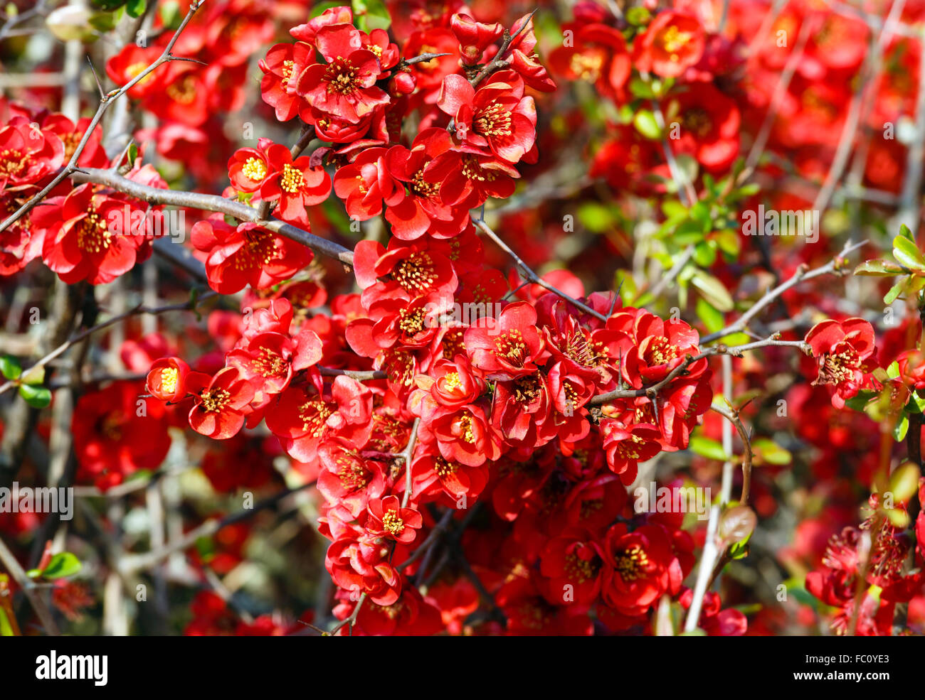 Japanese Quince branch Stock Photo - Alamy