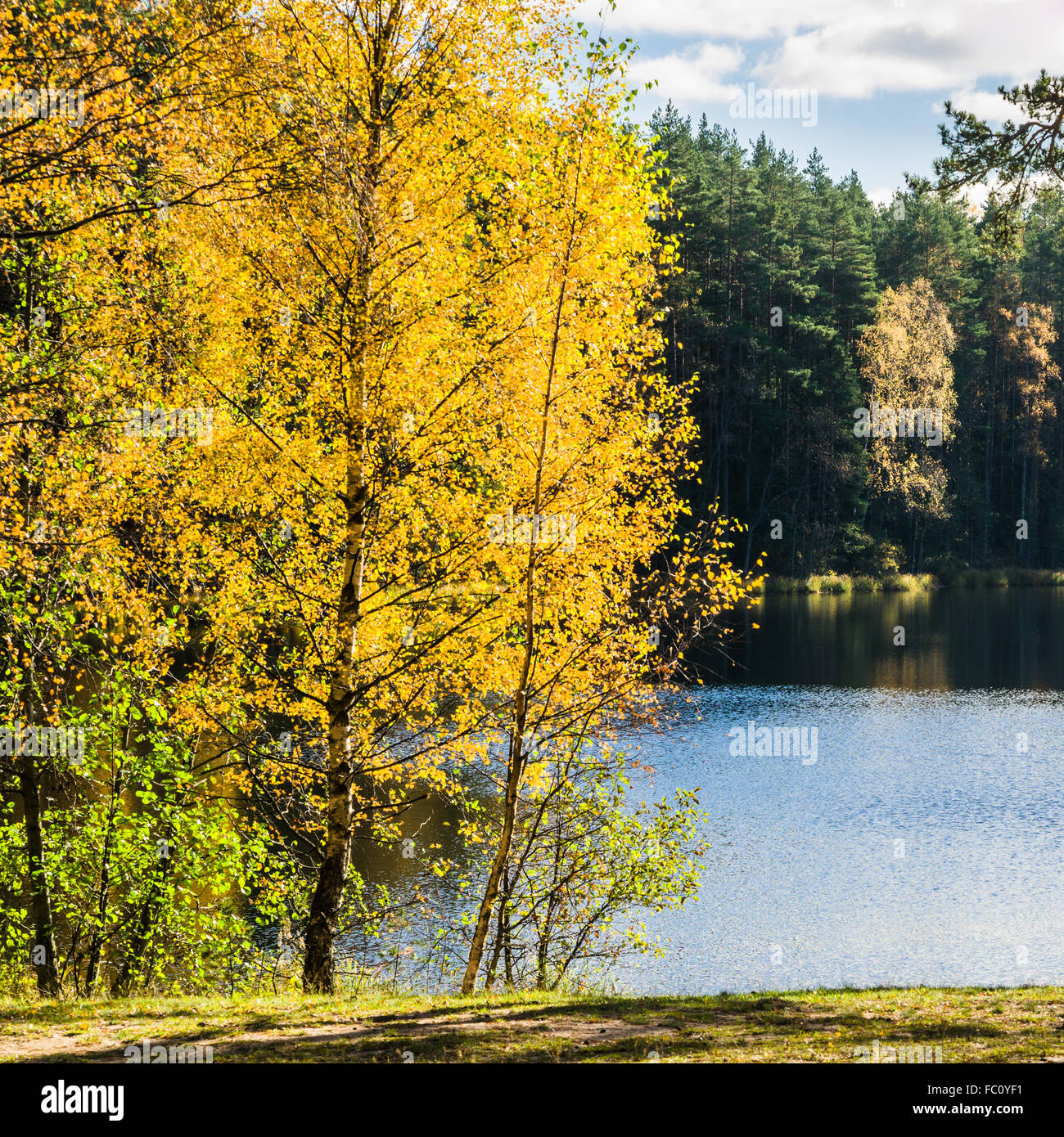 Beautiful forest lake hi-res stock photography and images - Alamy