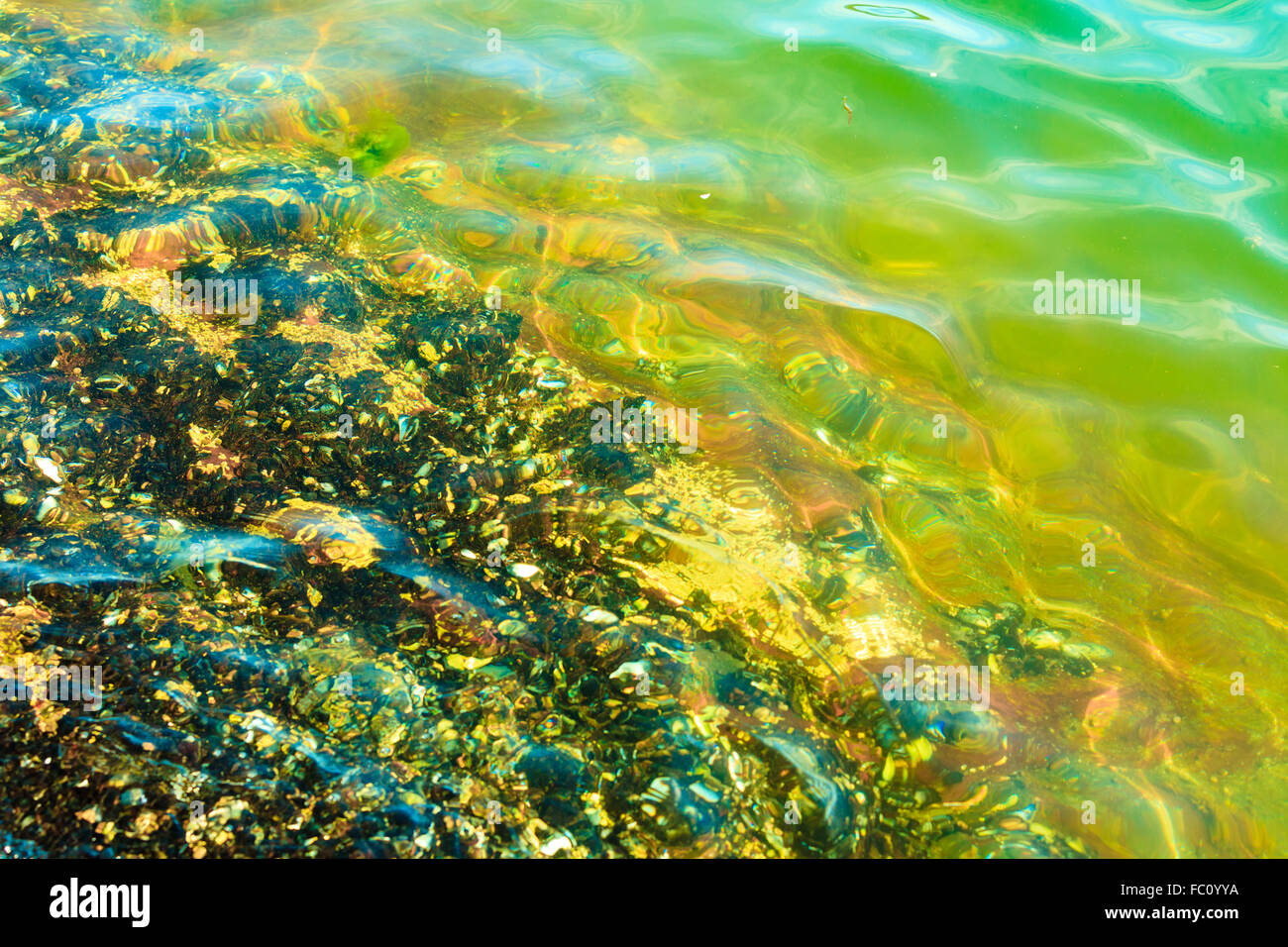 Marine life abstract hi-res stock photography and images - Alamy