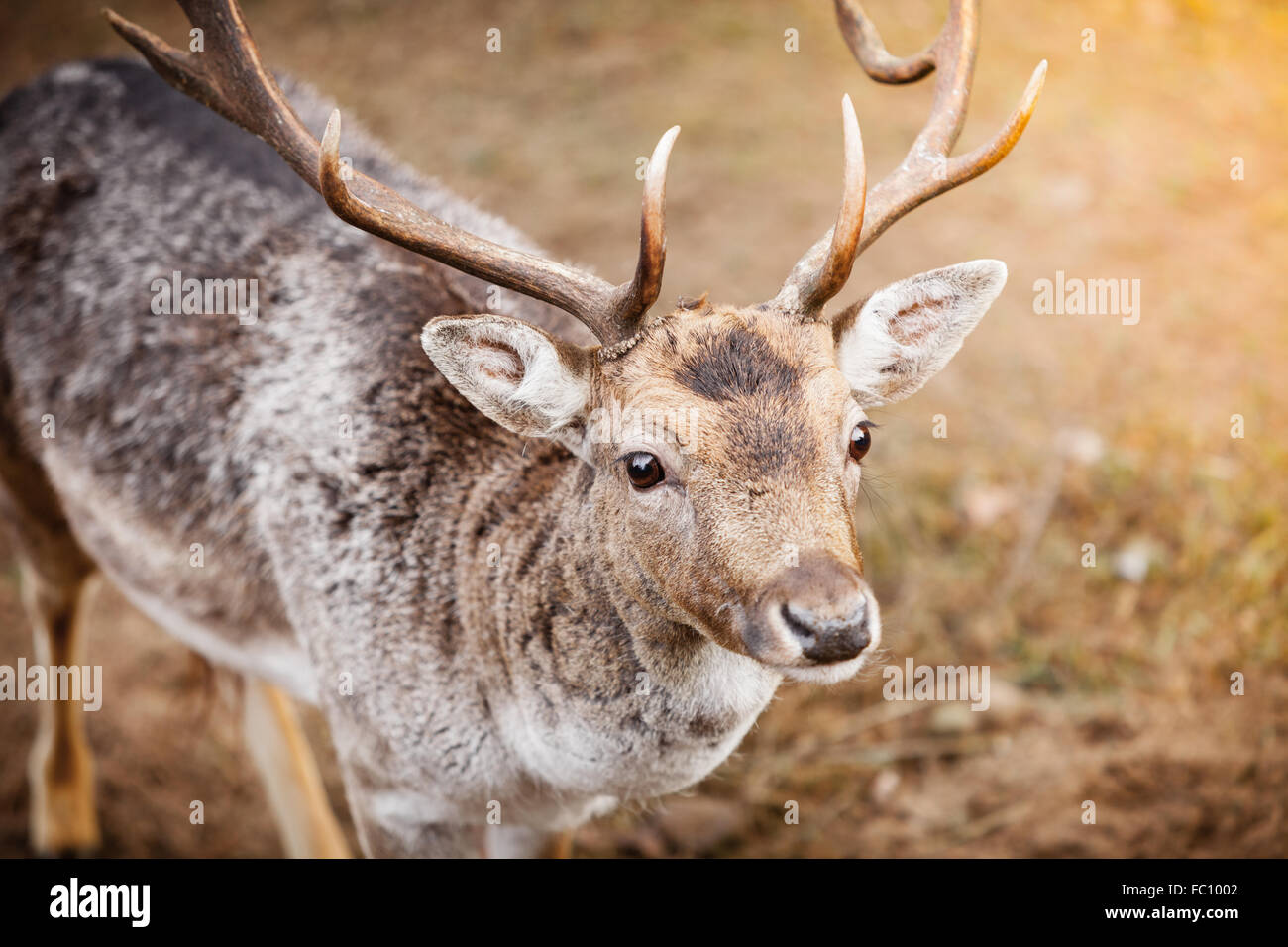 Stag in autumn forest hi-res stock photography and images - Alamy