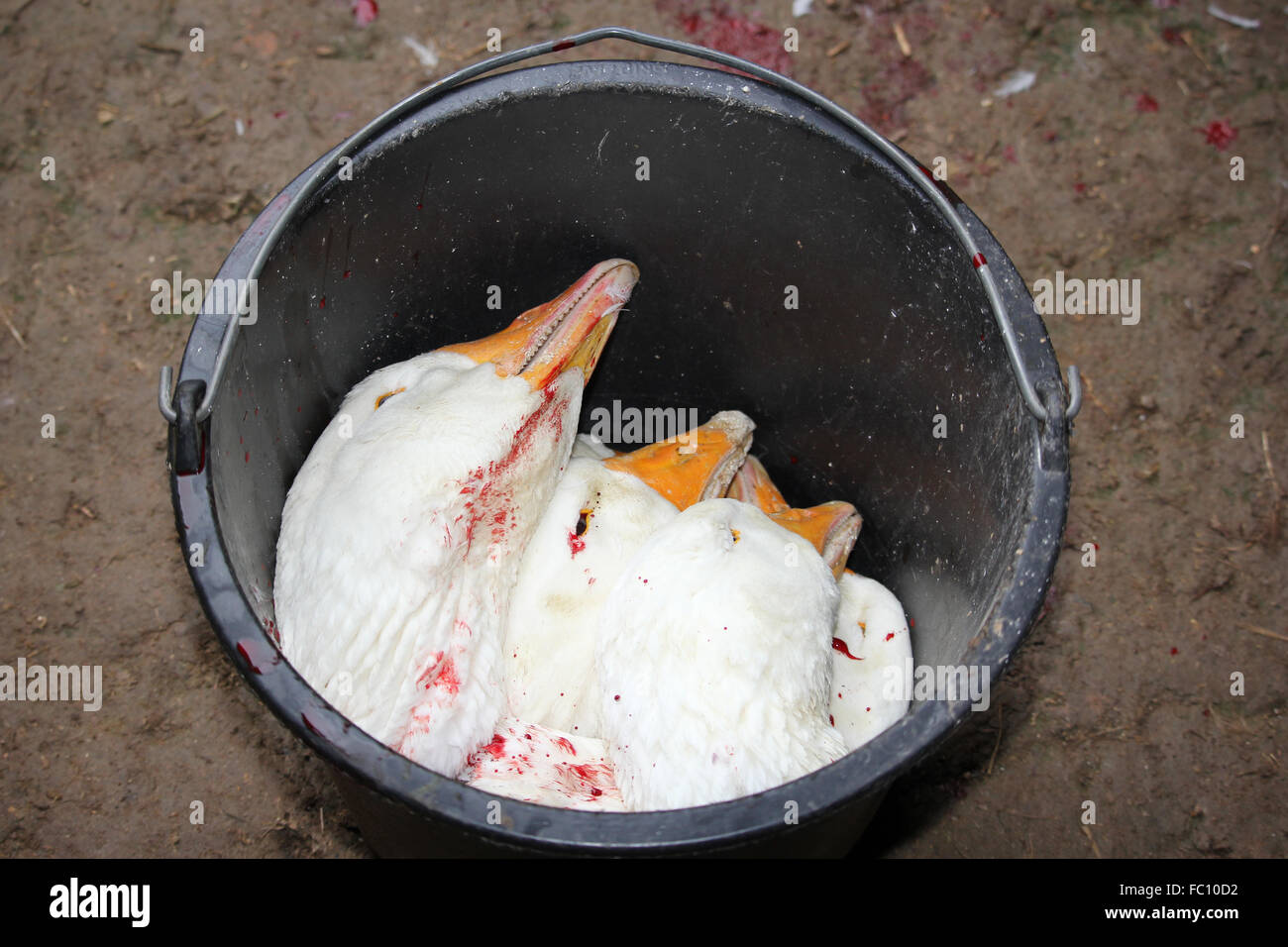 to pluck the goose Stock Photo - Alamy