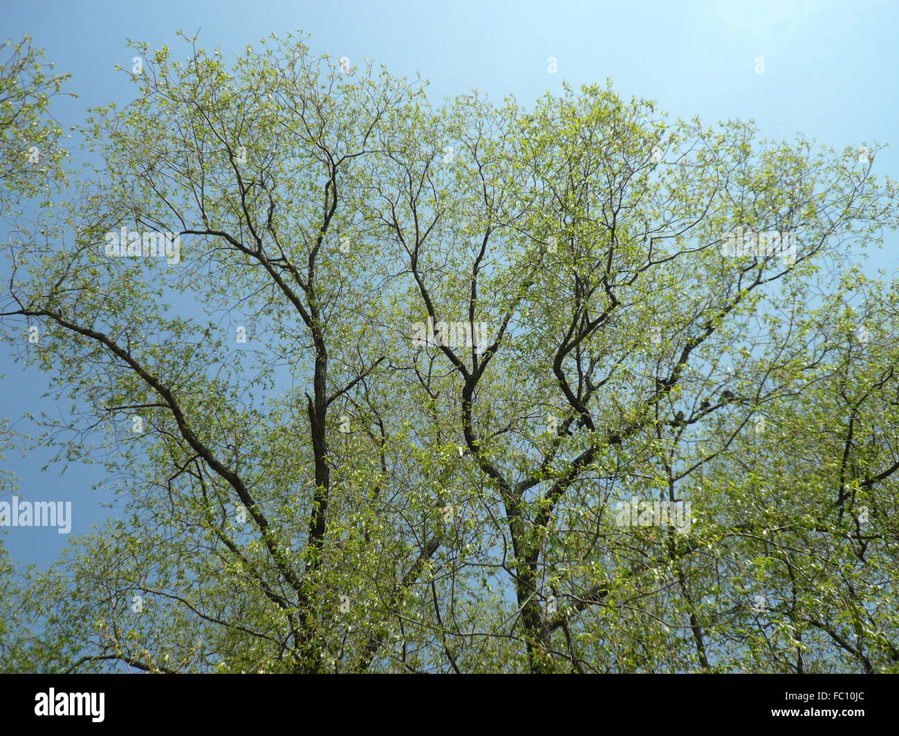Transparent tree crown hi-res stock photography and images - Alamy