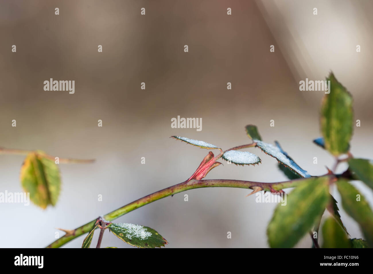 Snow on leaves of wild rose lit by the sun Stock Photo - Alamy