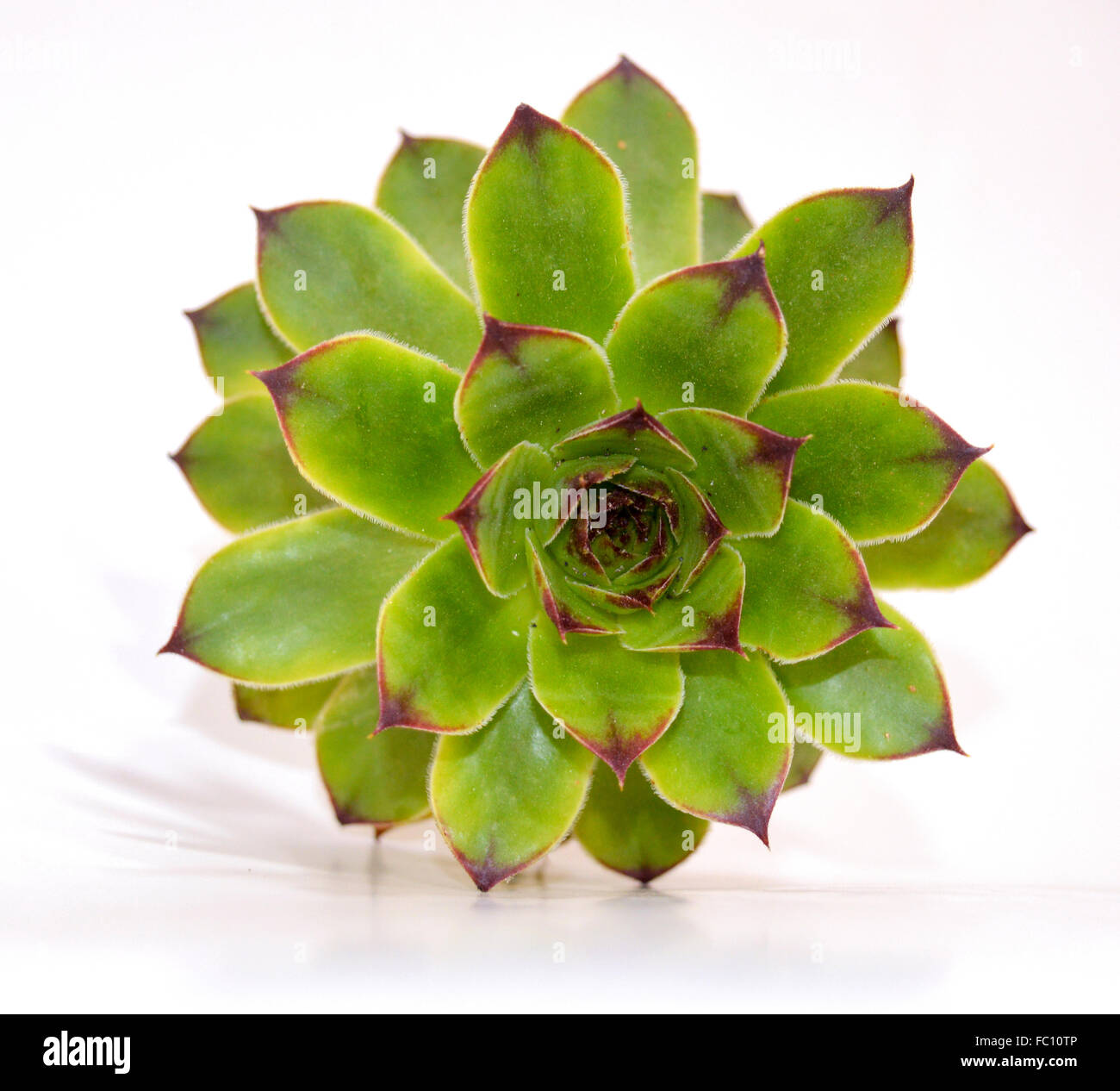 Crassulaceae Crassulaceae High Resolution Stock Photography and Images ...