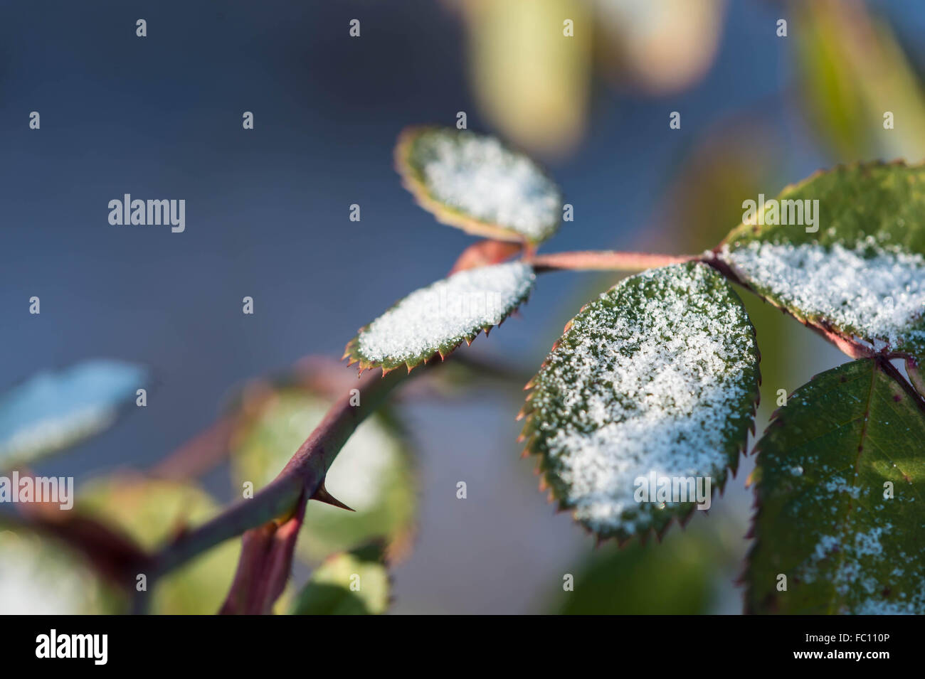 Snow on leaves of wild rose lit by the sun Stock Photo - Alamy