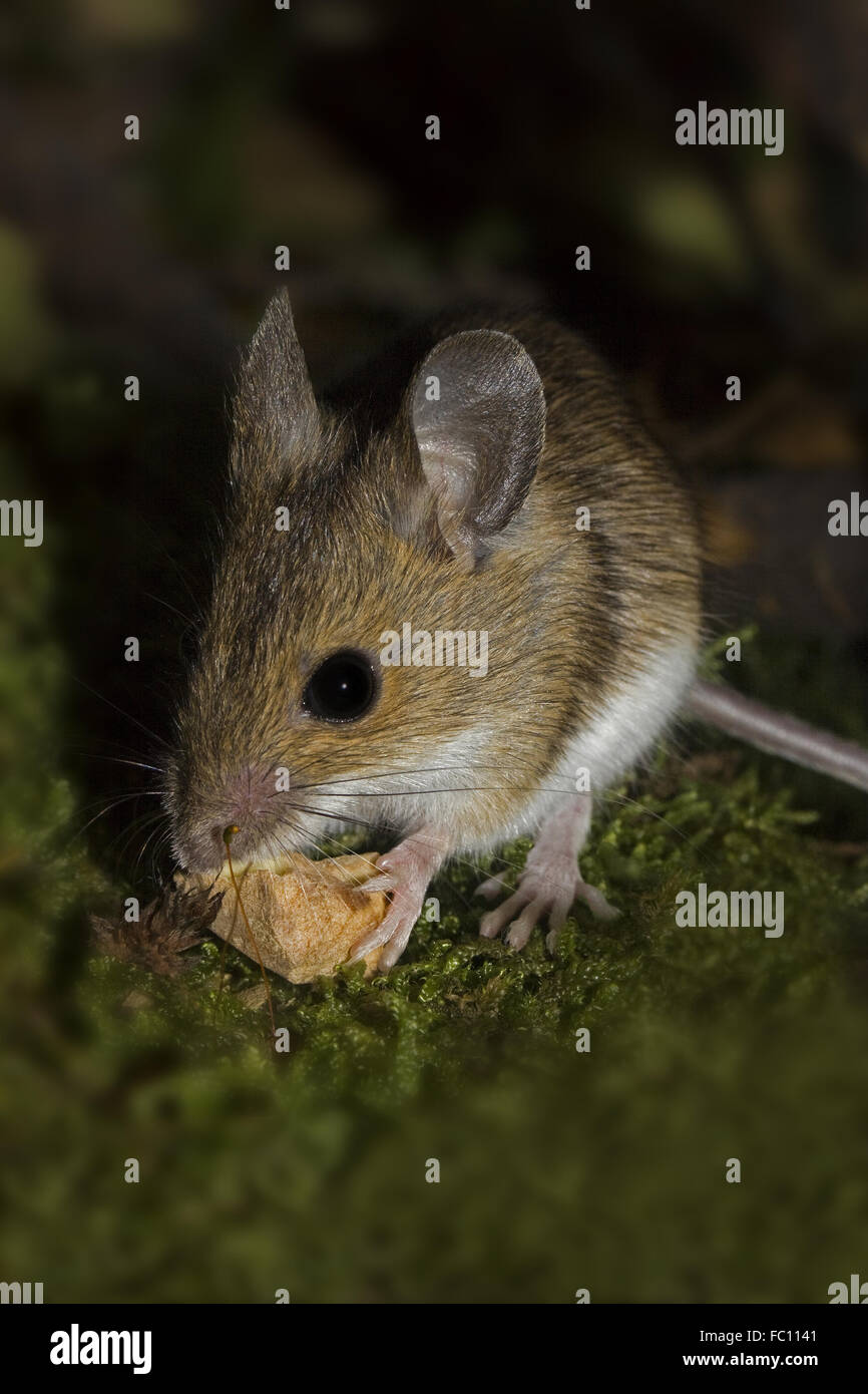 European wood mouse Apodemus sylvaticus Stock Photo - Alamy