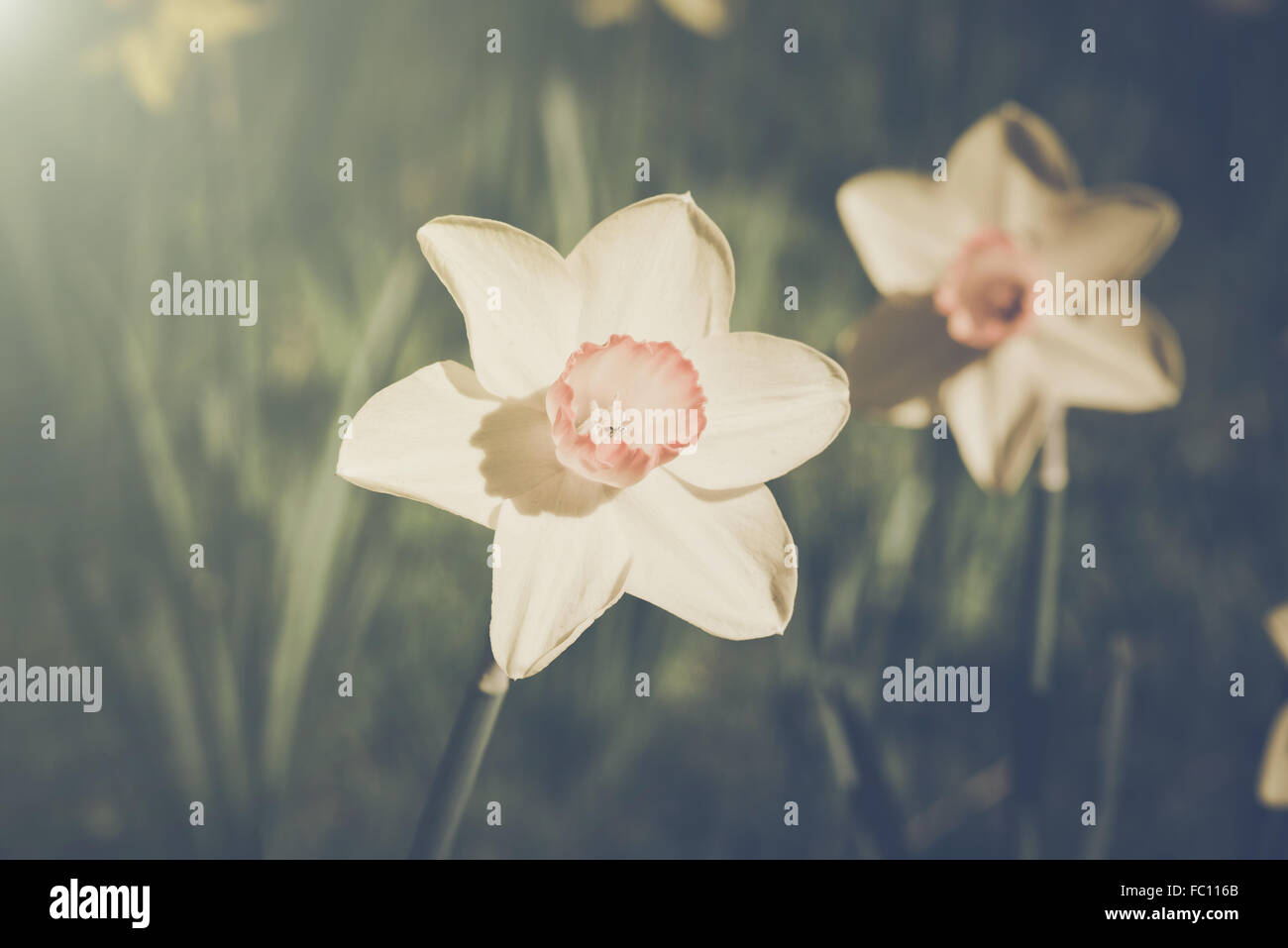 Vintage Daffodil close up Stock Photo - Alamy