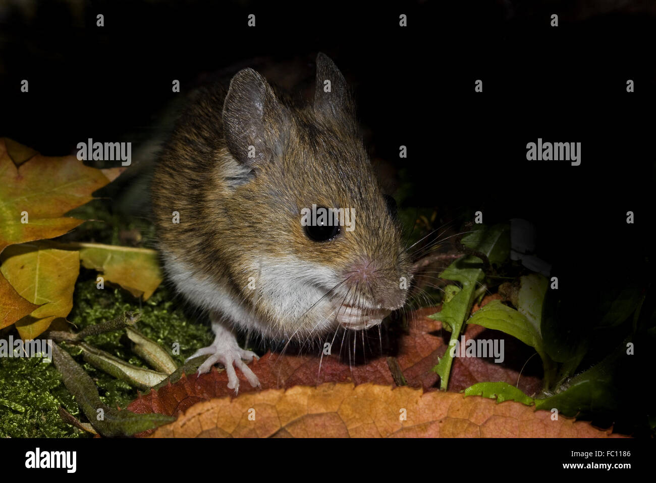 Langschwanzmaus apodemus sylvaticus hi-res stock photography and images ...