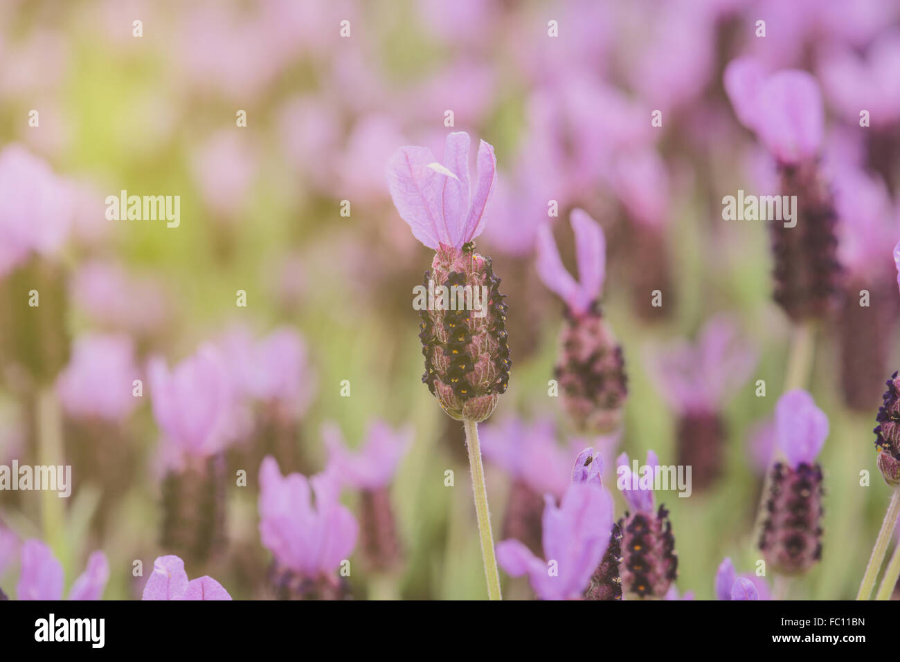 Purple Spanish Lavender Flower Stock Photo - Alamy
