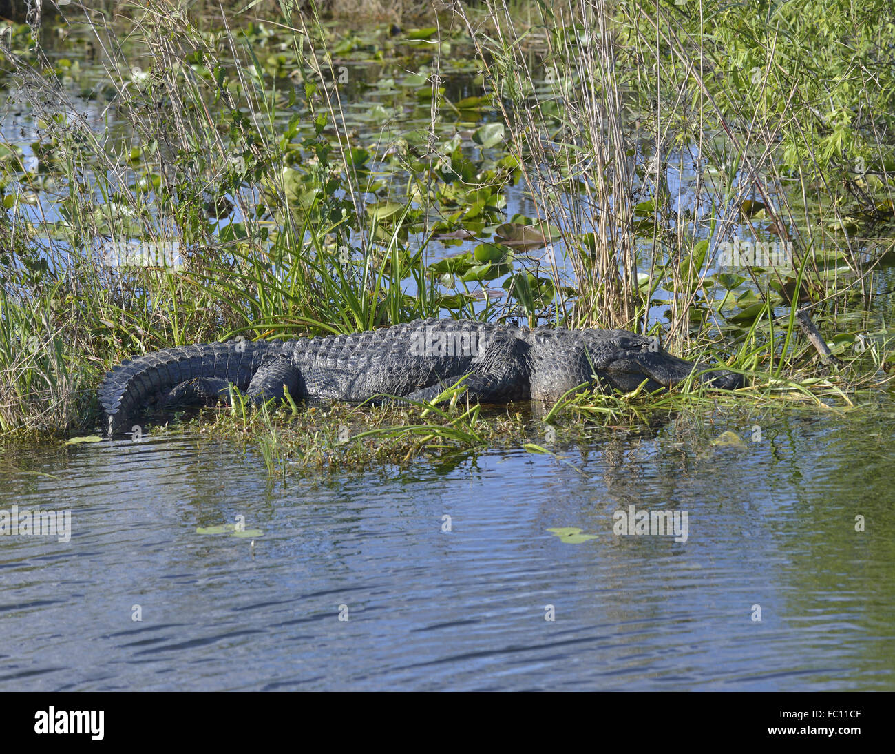 American alligator skin hi-res stock photography and images - Alamy