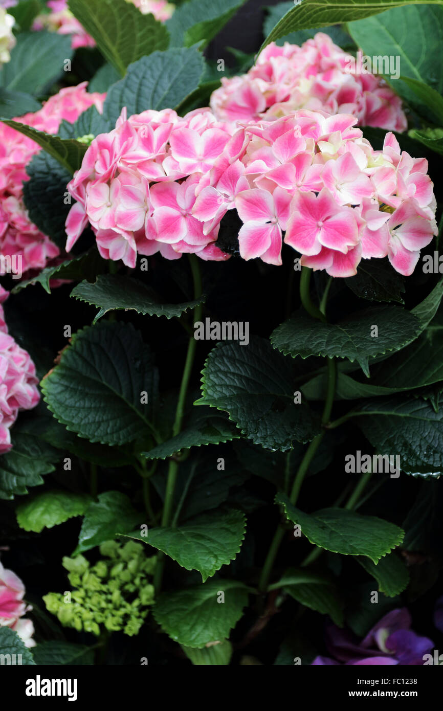 Hydrangeas varieties hi-res stock photography and images - Alamy