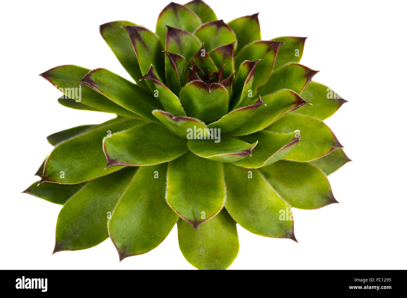 Crassulaceae hi-res stock photography and images - Alamy