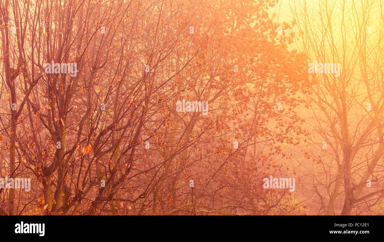 Bright autumn leaves fall trees in forest Stock Photo - Alamy