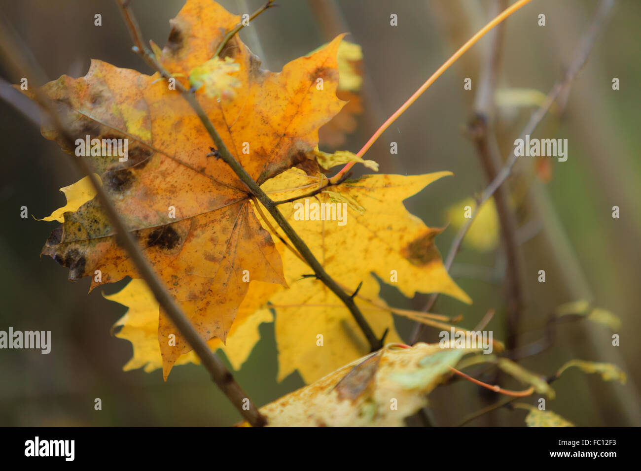 Wet maple hi-res stock photography and images - Alamy