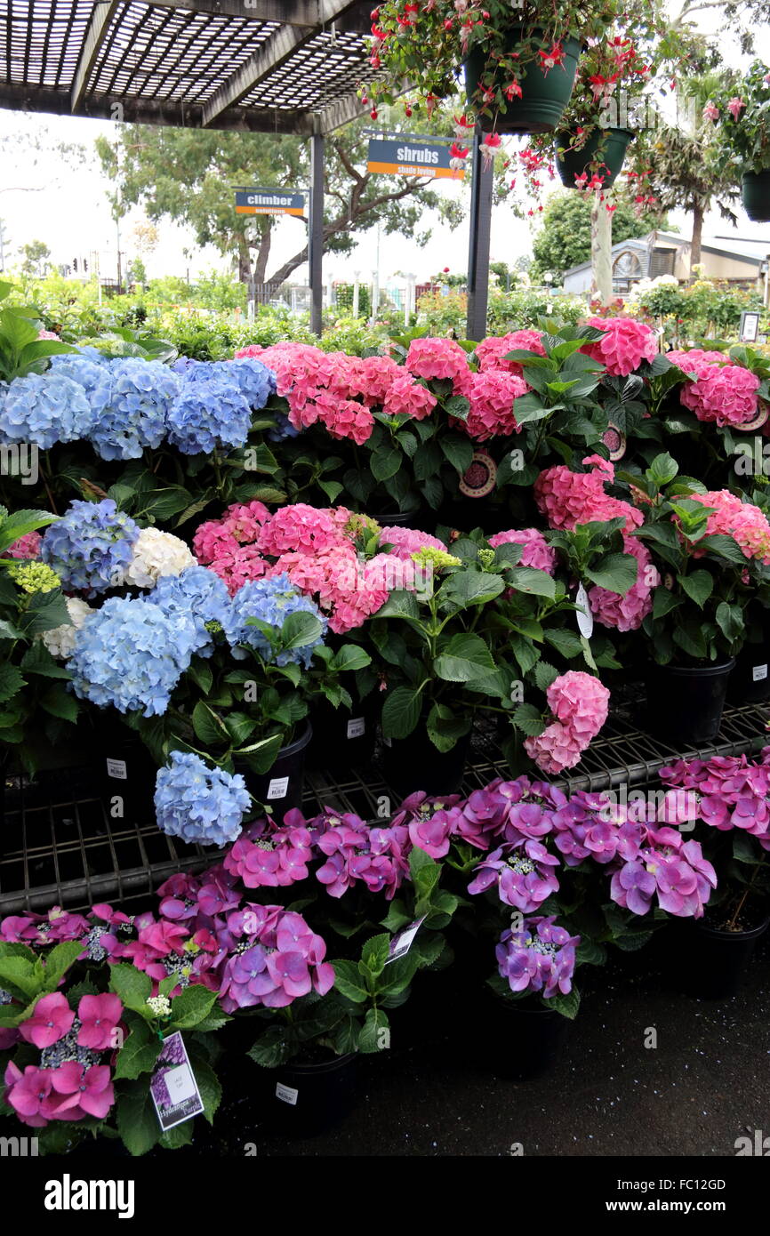 Hydrangea flowers in full bloom Stock Photo - Alamy