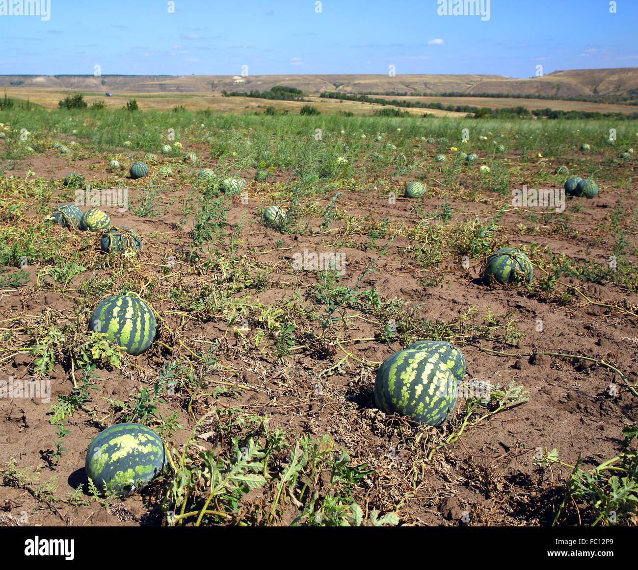 Watermelon Field Farm Stock Photos & Watermelon Field Farm Stock Images ...