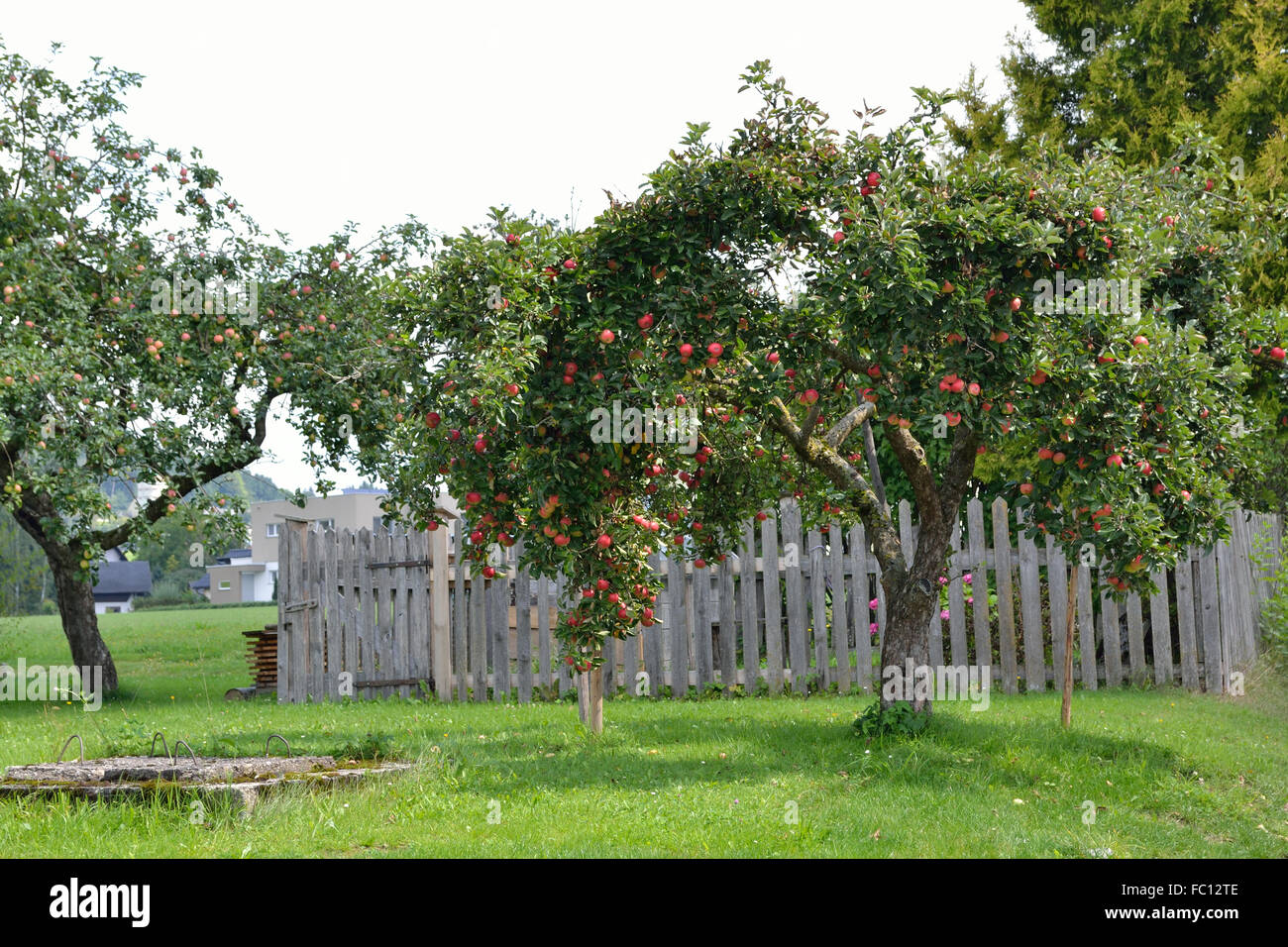 Well tree hi-res stock photography and images - Alamy