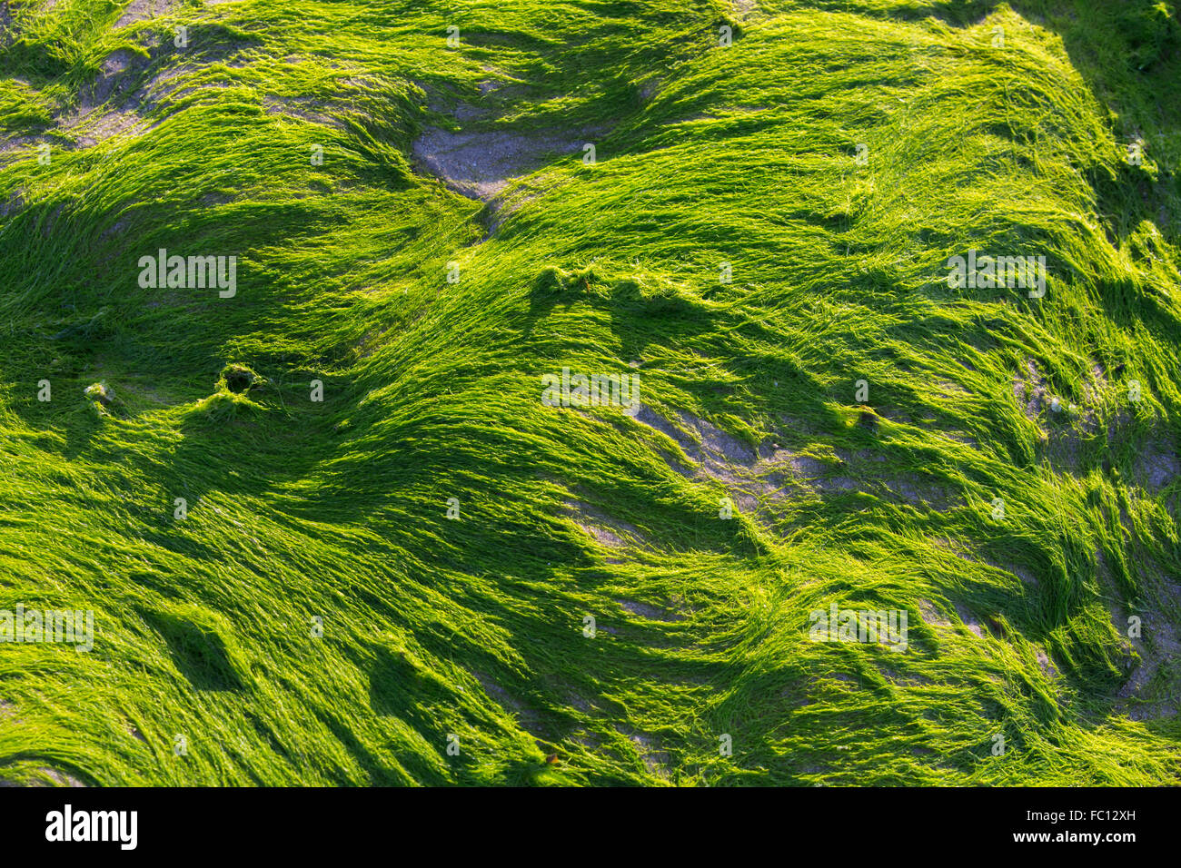 Dry ocean bed at france coast Stock Photo - Alamy