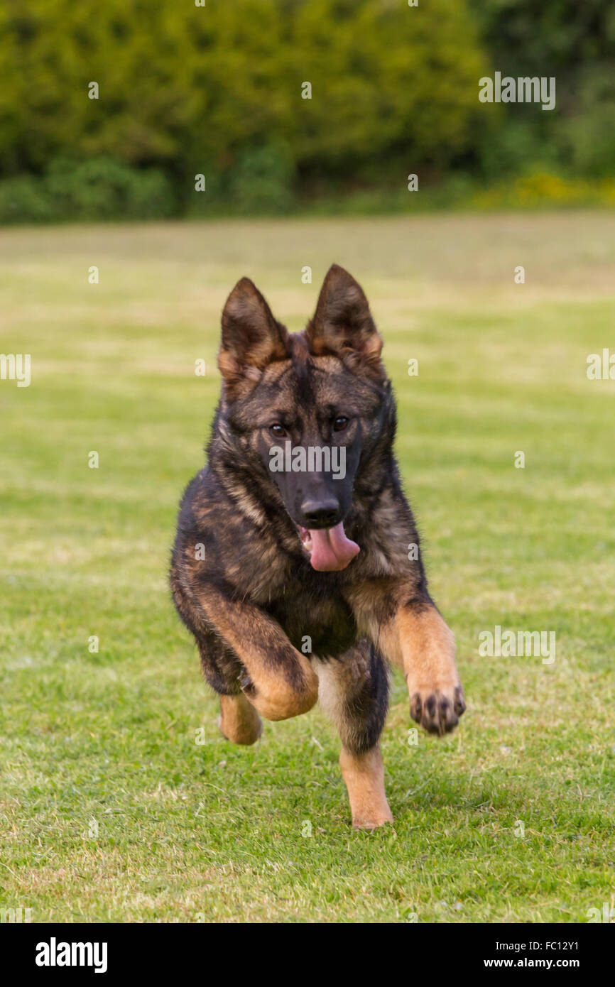 A german shepherd running Stock Photo - Alamy