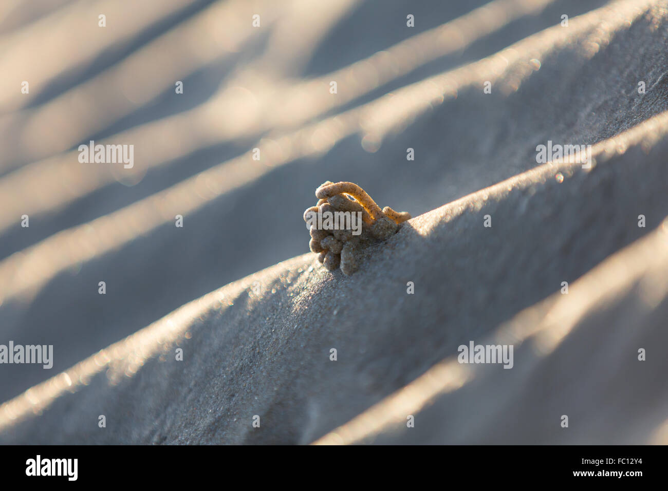 Sandworm hi-res stock photography and images - Alamy