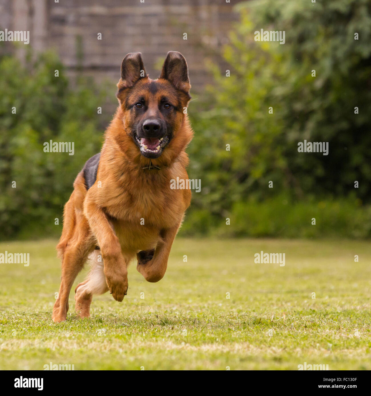 Running shepherd hi-res stock photography and images - Alamy