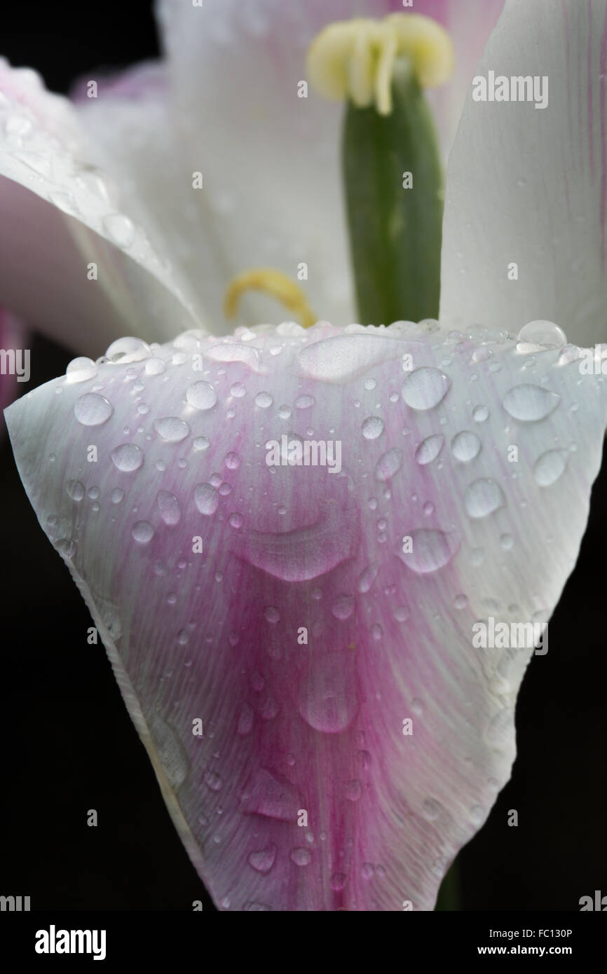 Waterdrops wasser hi-res stock photography and images - Alamy