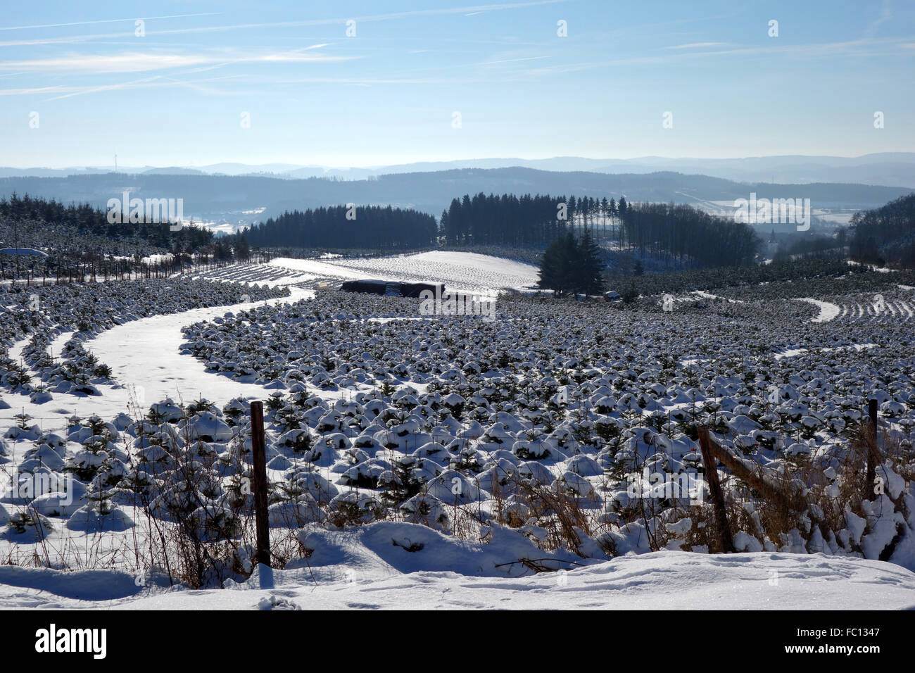 Christmas tree planting hi-res stock photography and images - Alamy