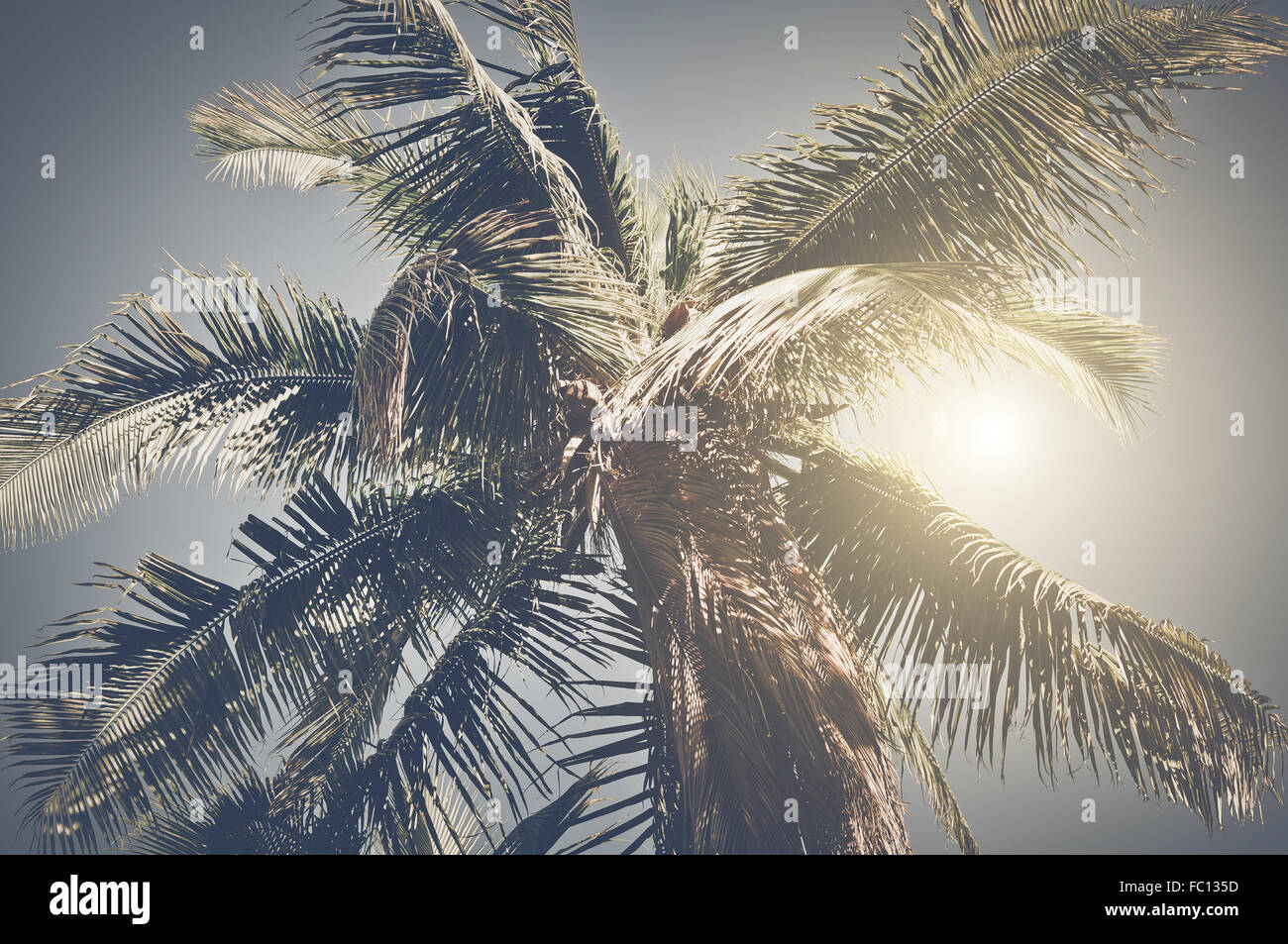 Vintage Palm Tree with Retro Style Filter Stock Photo - Alamy
