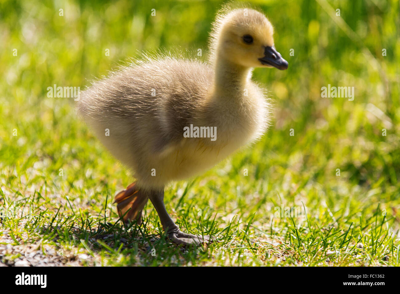 a goose fledglings on a meadow Stock Photo - Alamy