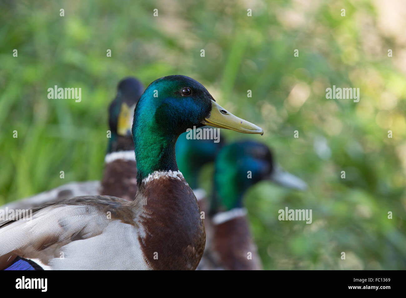 heads of ducks Stock Photo - Alamy