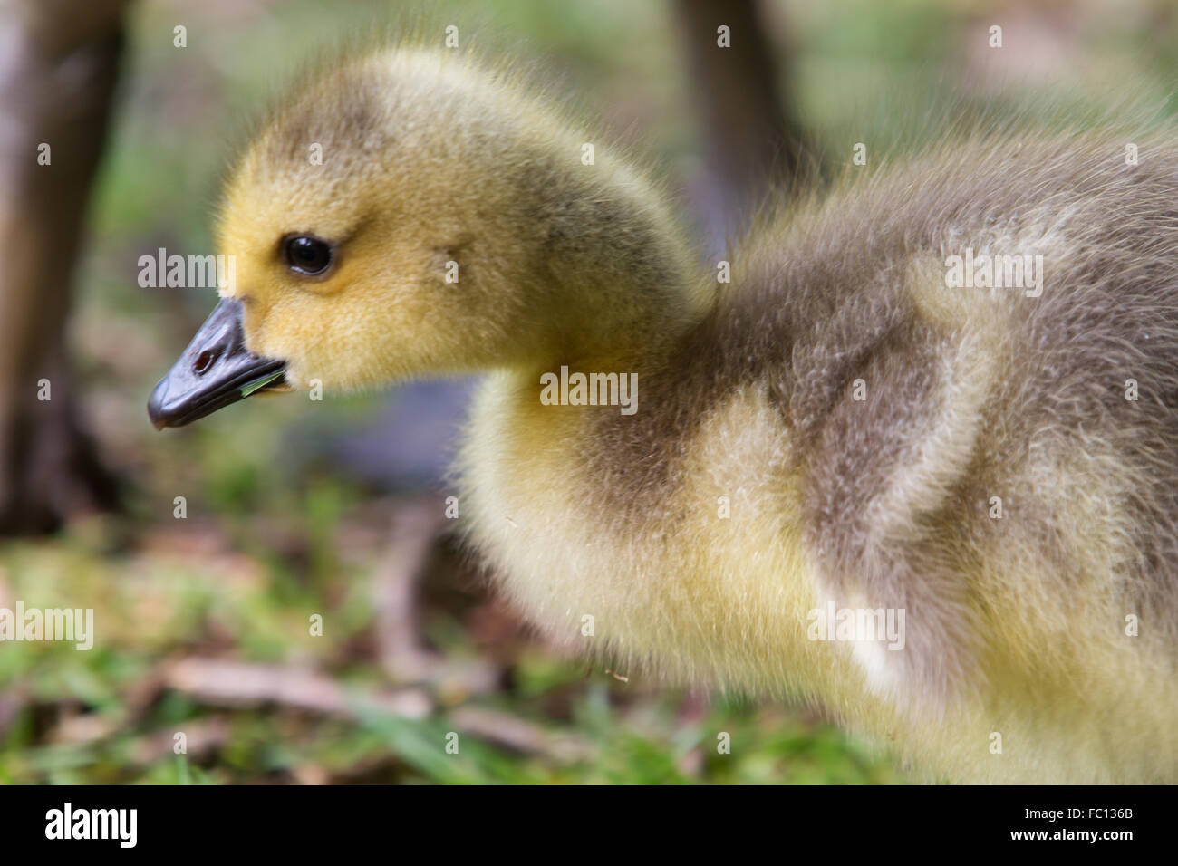 A fledgling of a swan Stock Photo - Alamy