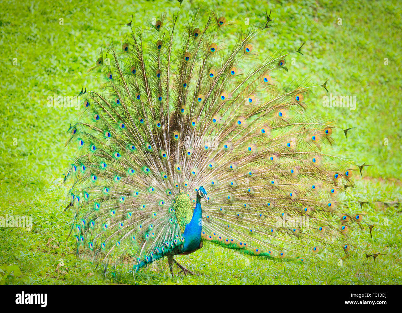 The Indian peafowl Stock Photo - Alamy