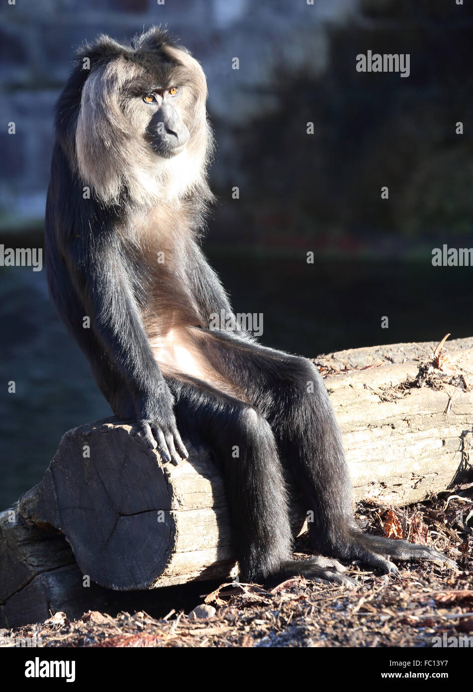 Little white monkey hi-res stock photography and images - Alamy