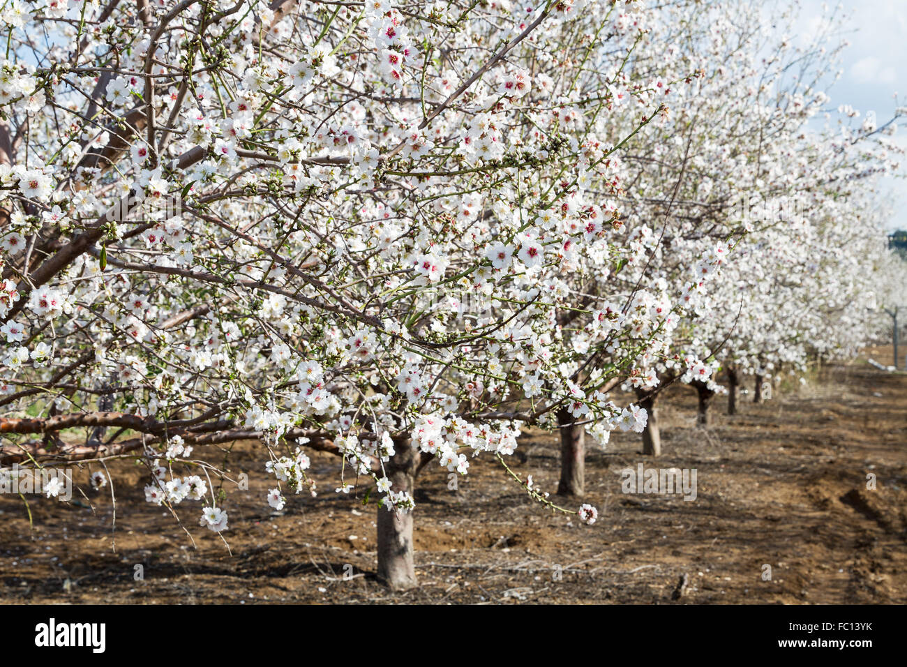 Almond flower trees at spring Stock Photo - Alamy