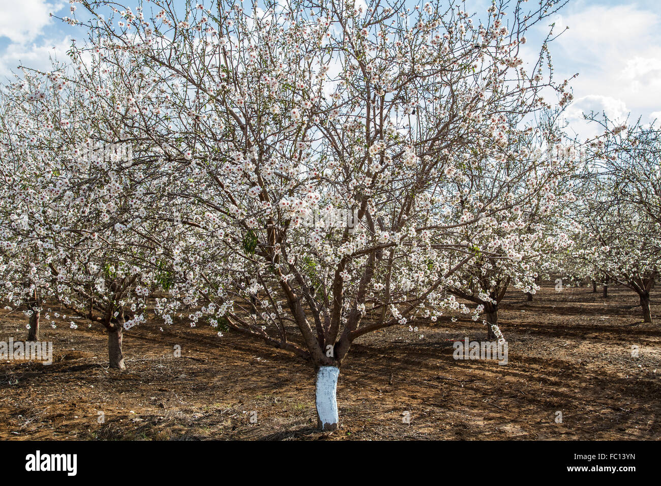 Almond flower trees at spring Stock Photo - Alamy