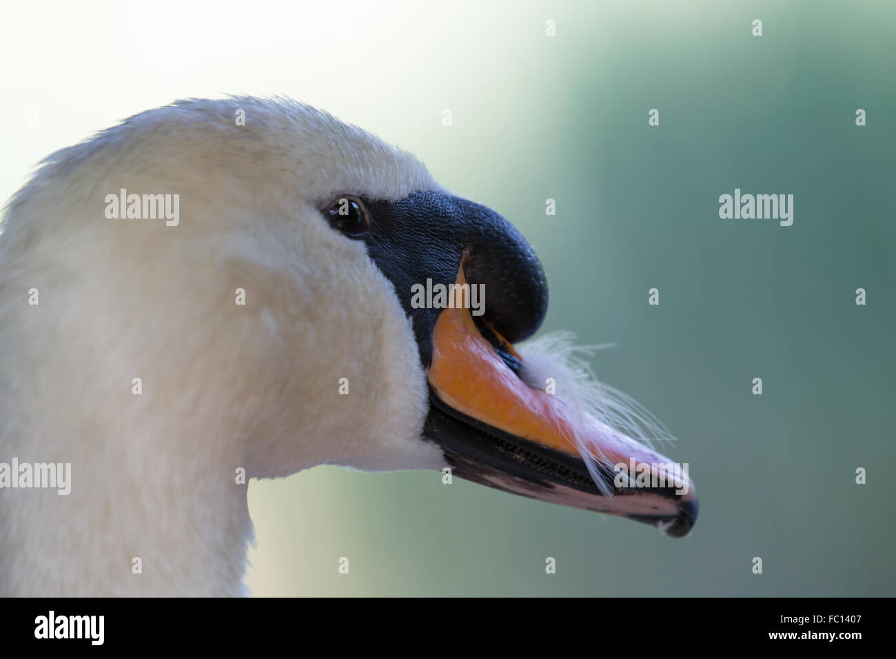 Head of a swan close up Stock Photo - Alamy