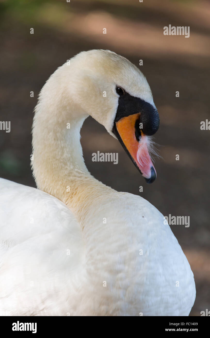 Head of a swan close up Stock Photo - Alamy