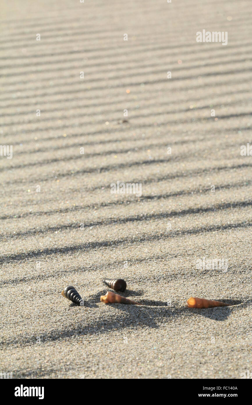 snail shells at the beach Stock Photo - Alamy