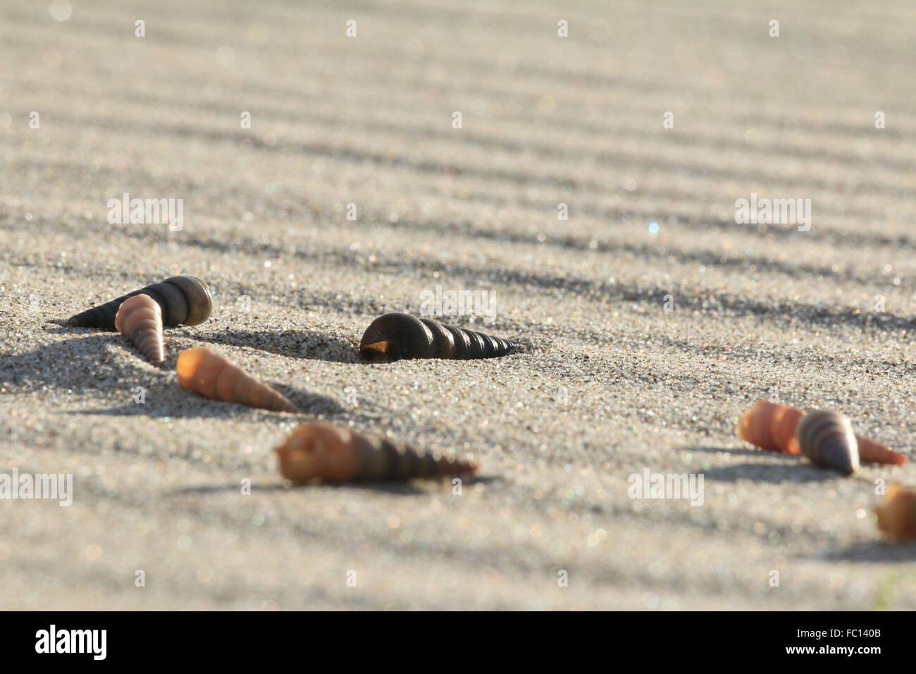 Beach snail hi-res stock photography and images - Alamy