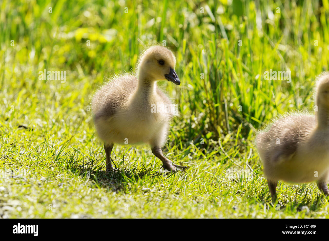 Two goose hi-res stock photography and images - Alamy