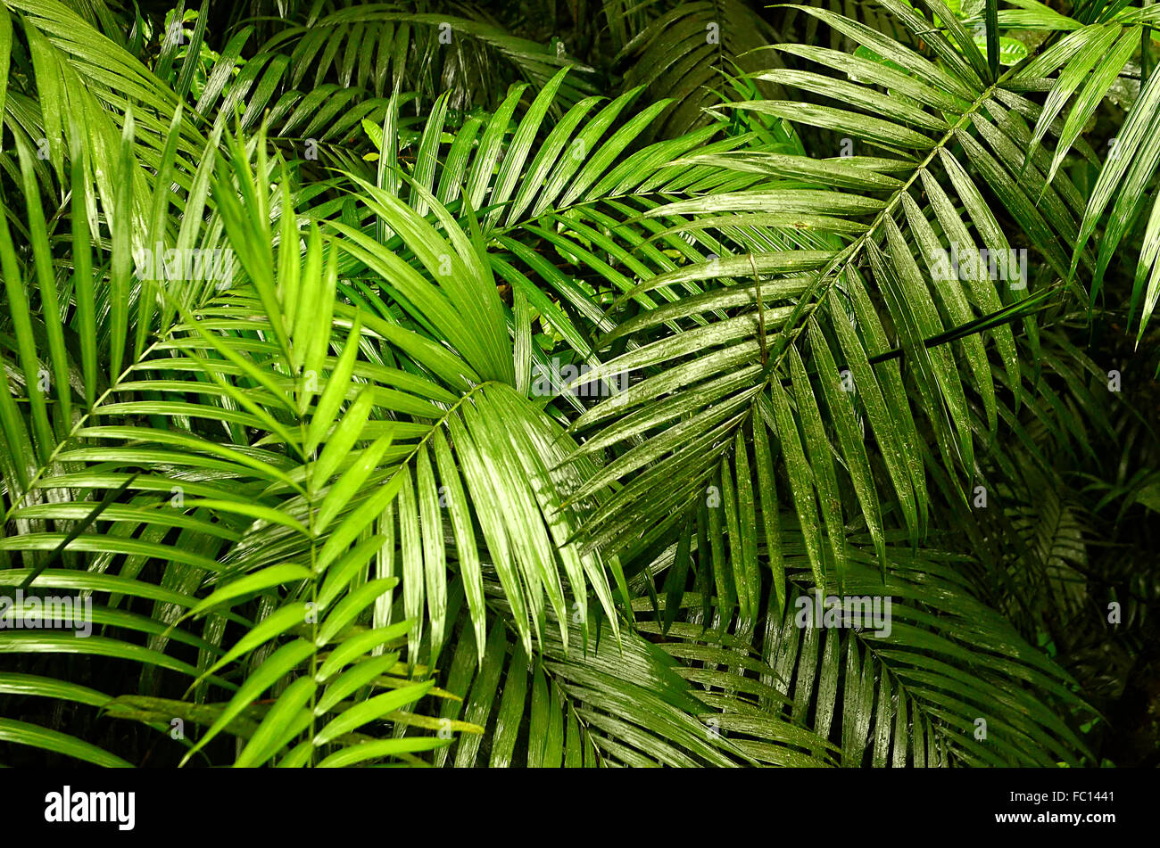 Suriname nature reserve central hi-res stock photography and images - Alamy