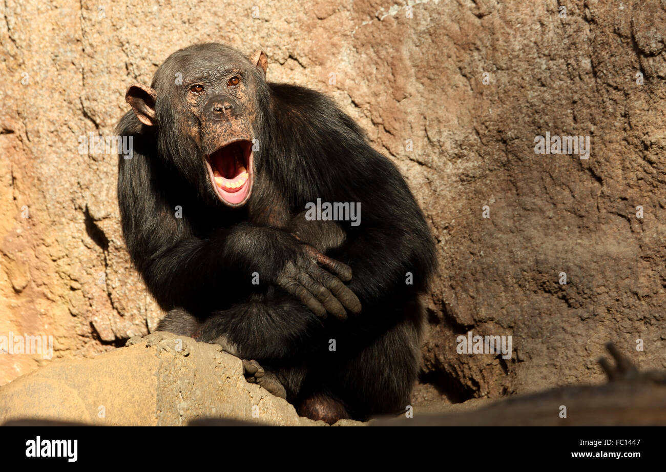 Schimpanse jung hi-res stock photography and images - Alamy